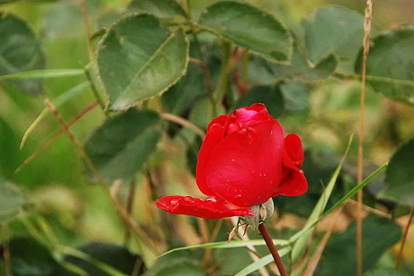 Glade rojo fotos de stock, imágenes de Glade rojo sin royalties ...