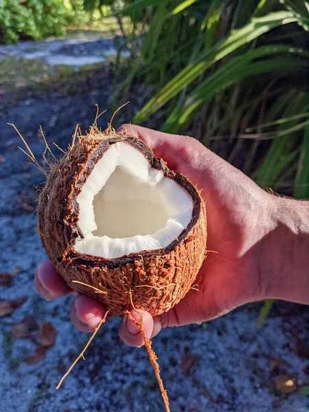 Coco relleno Stock Photos, Royalty Free Coco relleno Images | Depositphotos