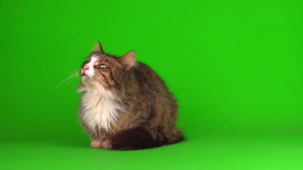 Cat Kitten Gray Green Screen Background Isolated — Stock Video © TRSTOK ...