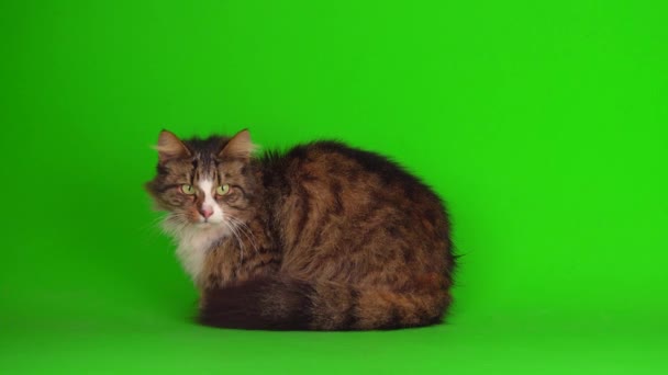 Cat Kitten Gray Green Screen Background Isolated — Stock Video © TRSTOK ...