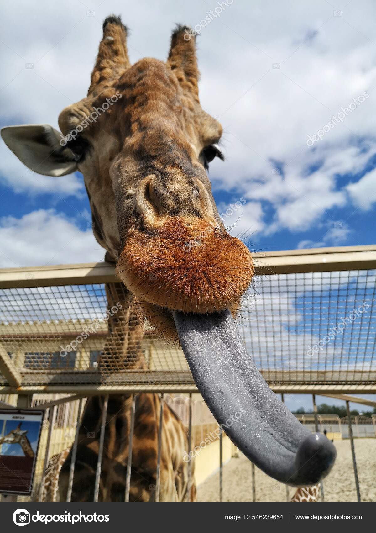 Funny Giraffe Shows Tongue Funny Animals — Stock Photo © Florella ...