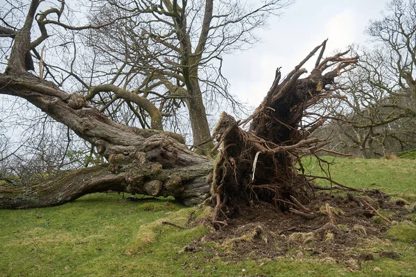 Uprooted large tree showing roots after being blown down by a very ...