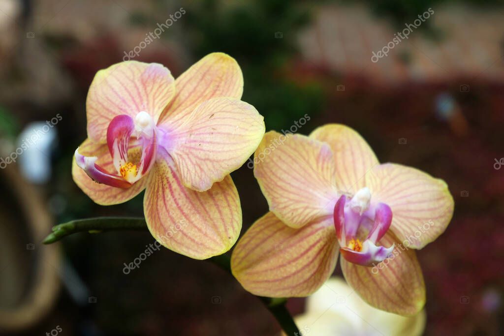 SERDANG, MALASIA - DICIEMBRE 05, 2021: Coloridas orqu deas tropicales y ...