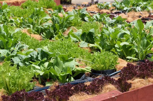 MELAKA, MALAYSIA -JULY 9, 2021: Vegetables are planted in a mixture and ...