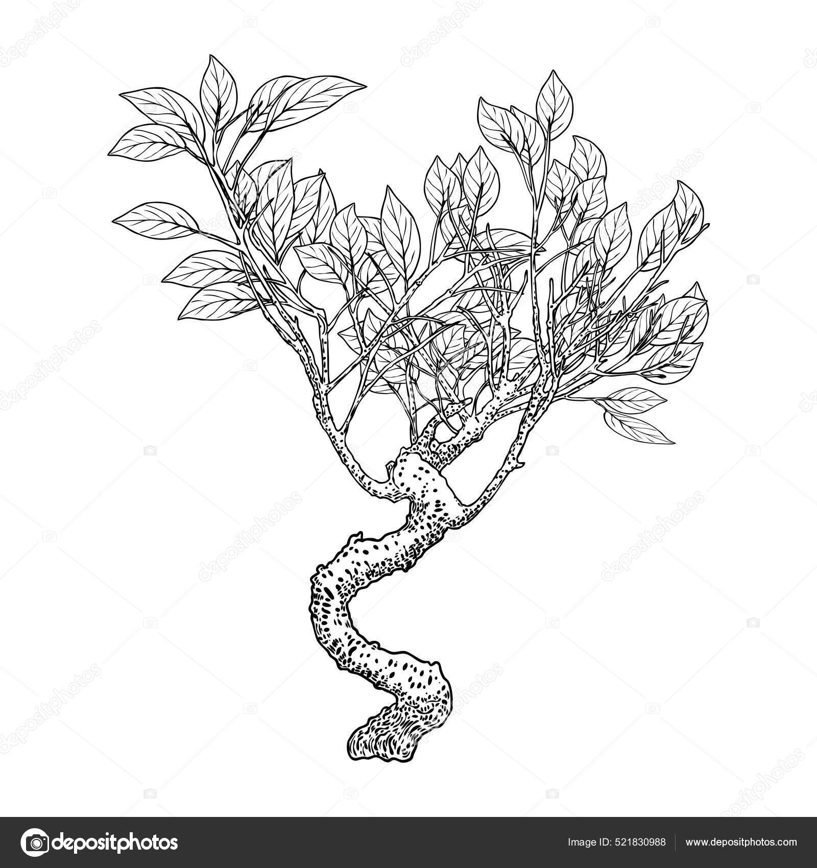 Image vectorielle Dessin Très Détaillé L'arbre Buisson Végétal Dessiné ...