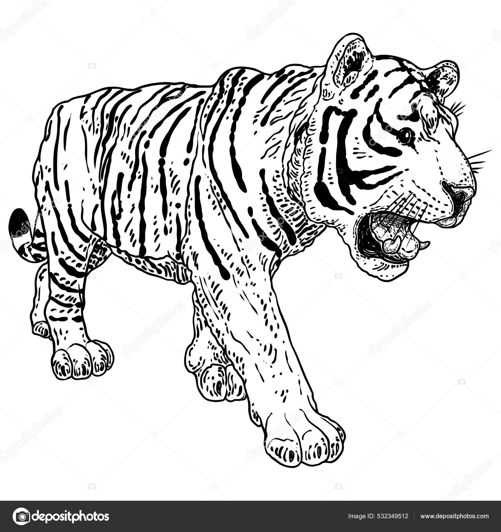 Tigre Rugiendo Dibujo Sobre Fondo Blanco Ilustración Tigre Gruñendo ...
