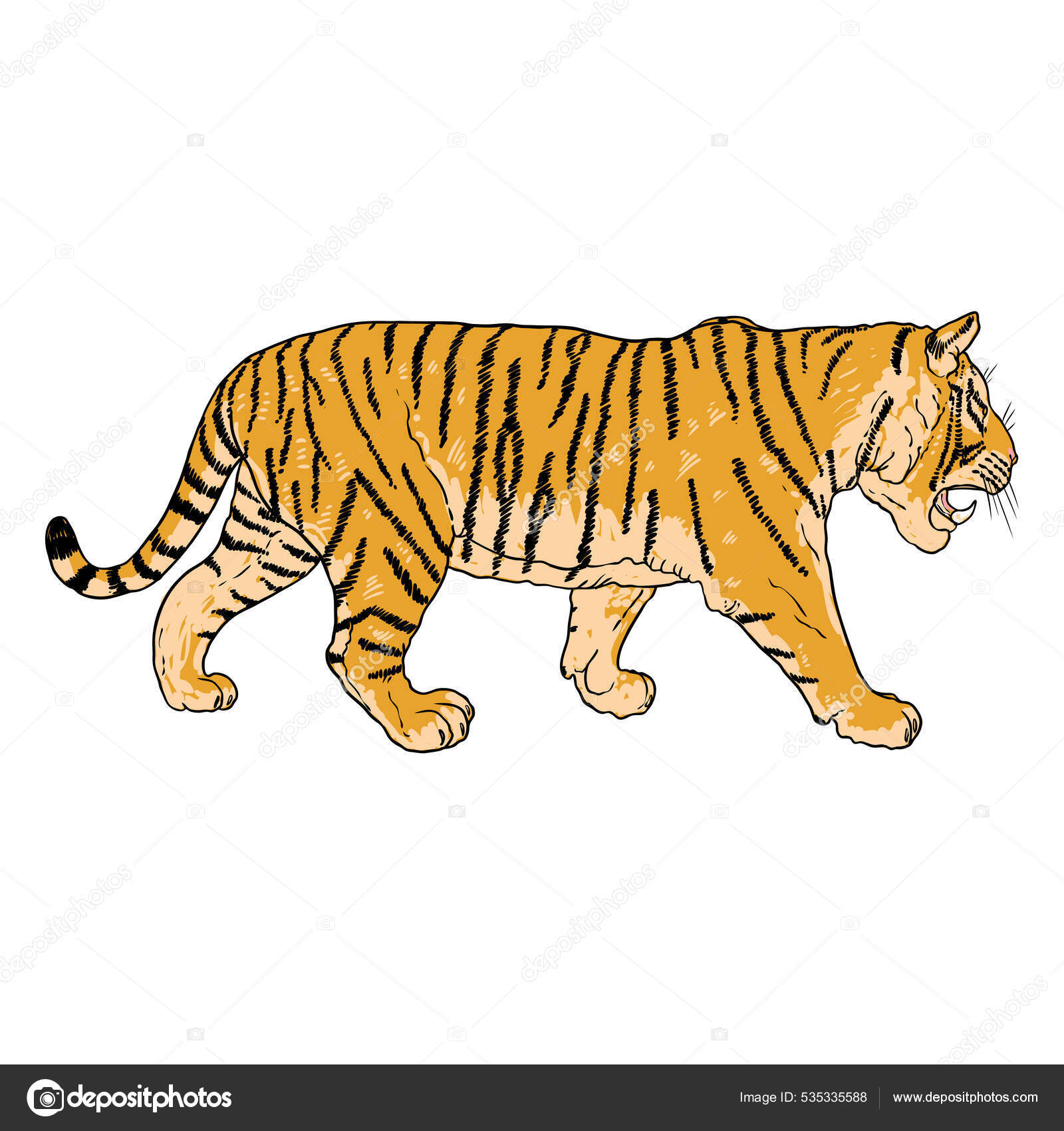 Beyaz Arka Planda Kükreyen Kaplan Çizimi Kızgın Hırıldayan Kaplan ...