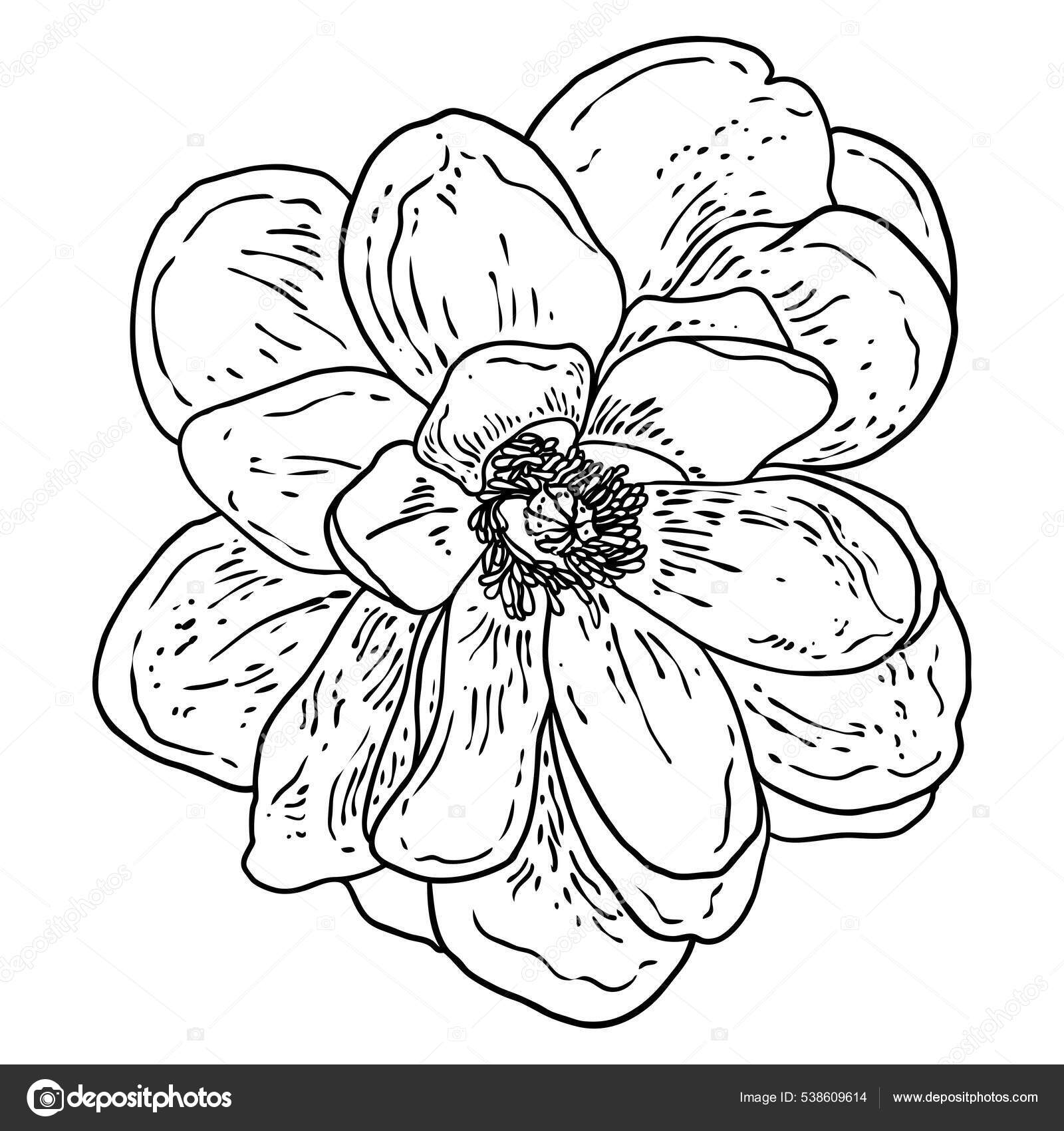 Magnolia Flower Head Isolated White Top Side View Magnolia Open Stock ...