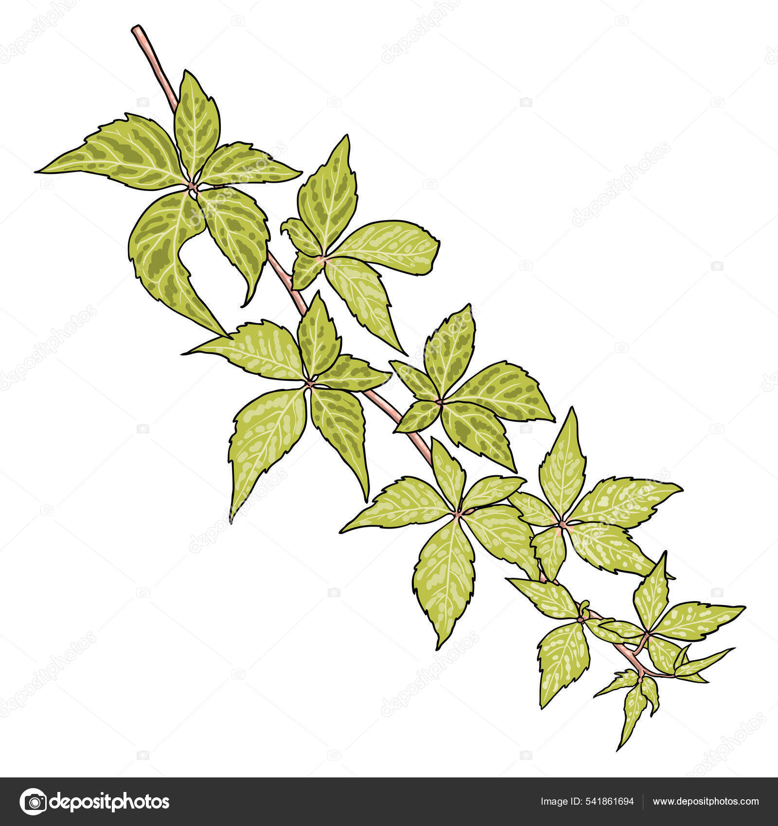 Ivy Plant Drawing