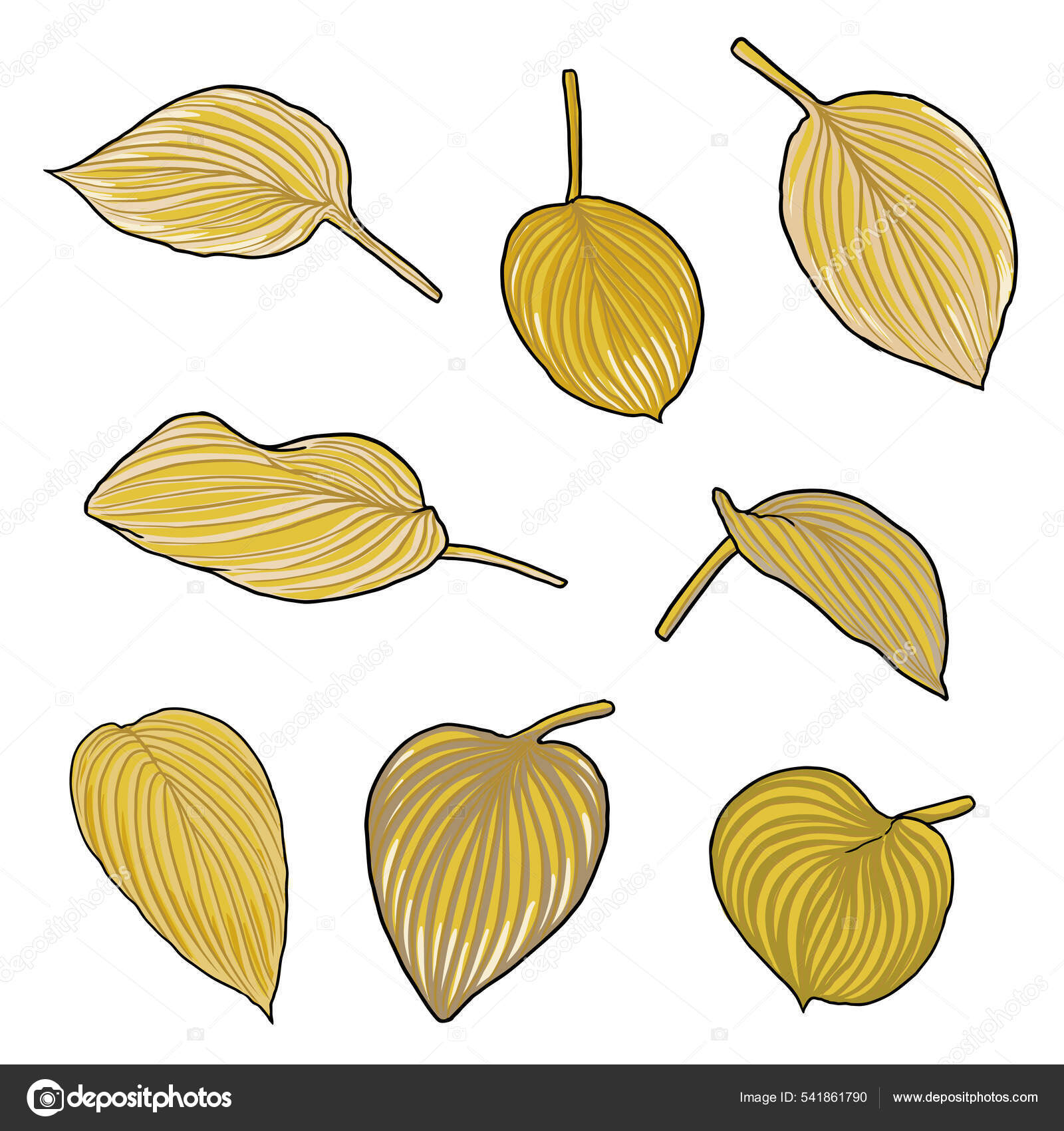 Hand Drawn Stylized Coloured Hosta Leaves Set Tropical Leaves Isolated ...