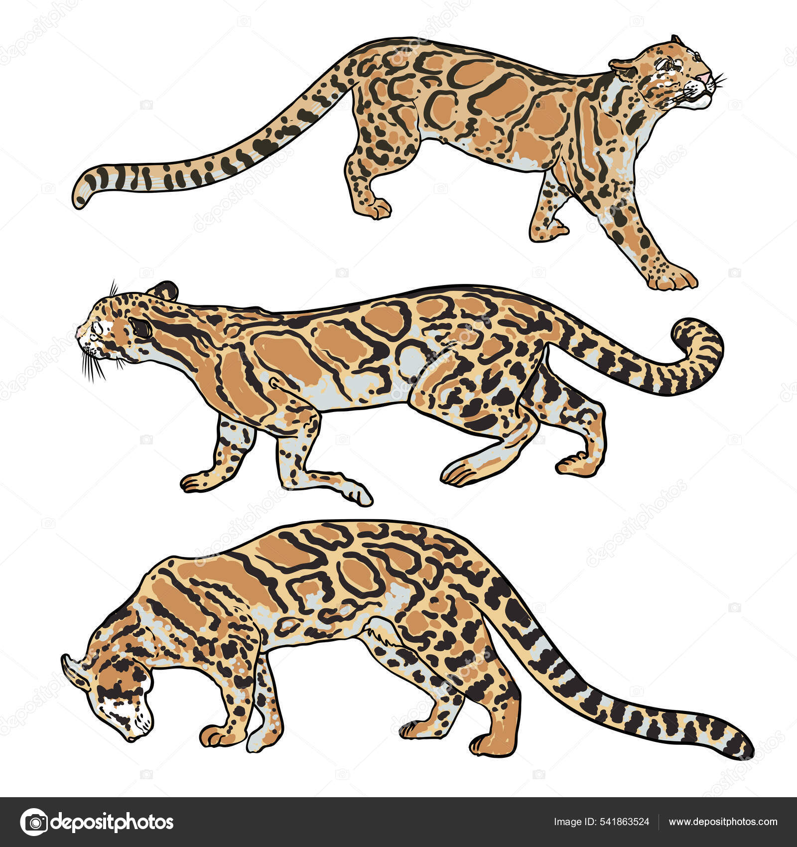 Leopard Set Wild Cat Drawing Clouded Leopard Himalayan Hand Drawn Stock ...