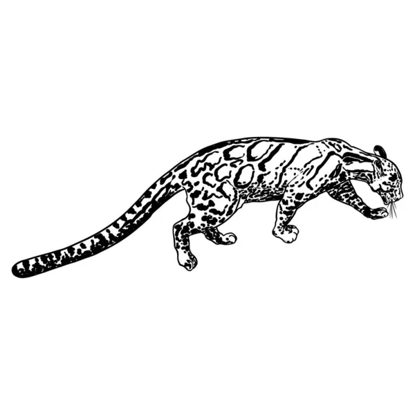 Clouded Leopard Drawing