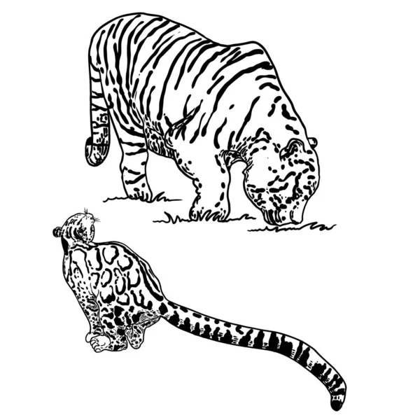 Set Realistic Tiger Clouded Leopard Different Poses Movement Roaring ...