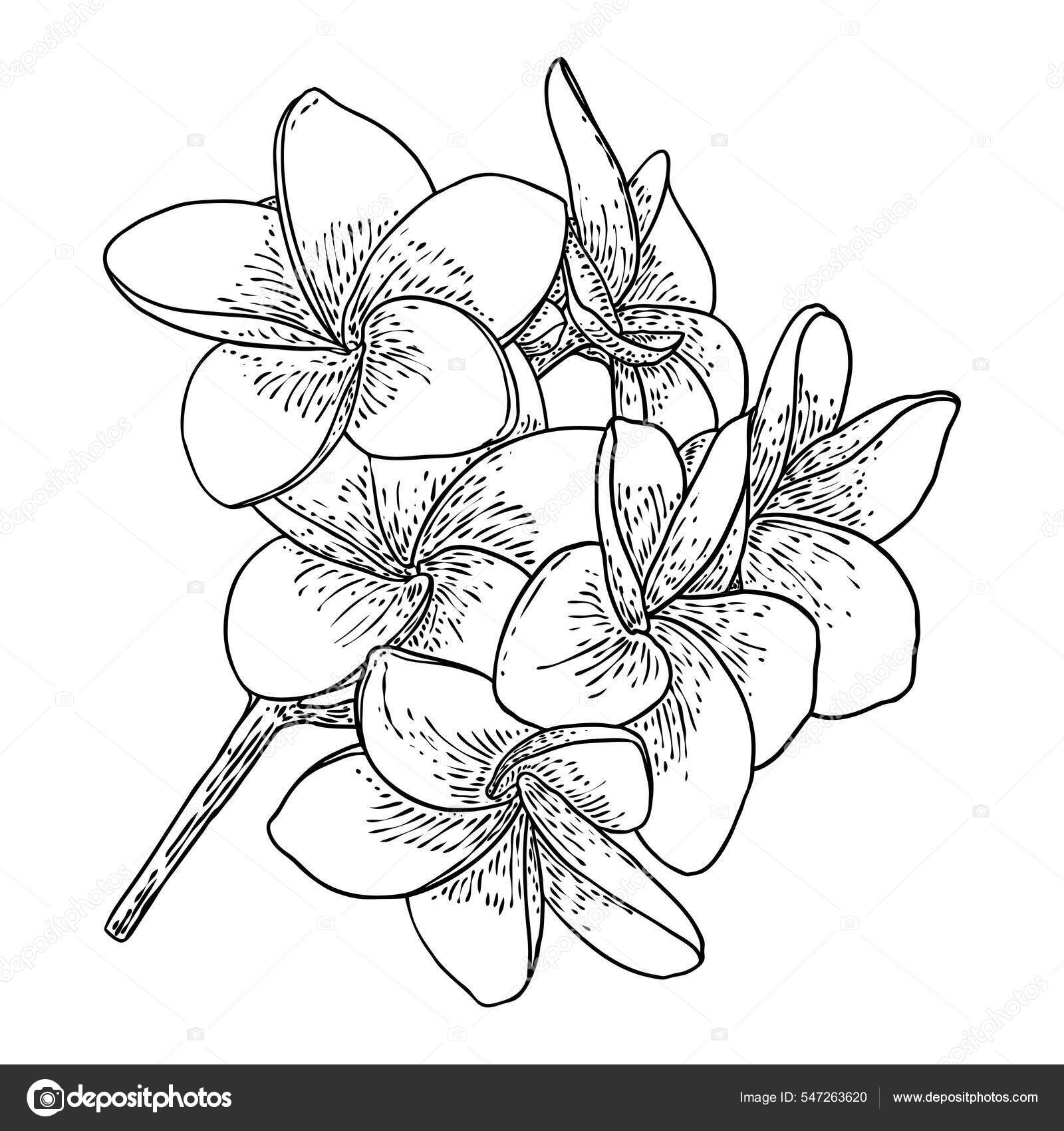 How To Draw A Plumeria