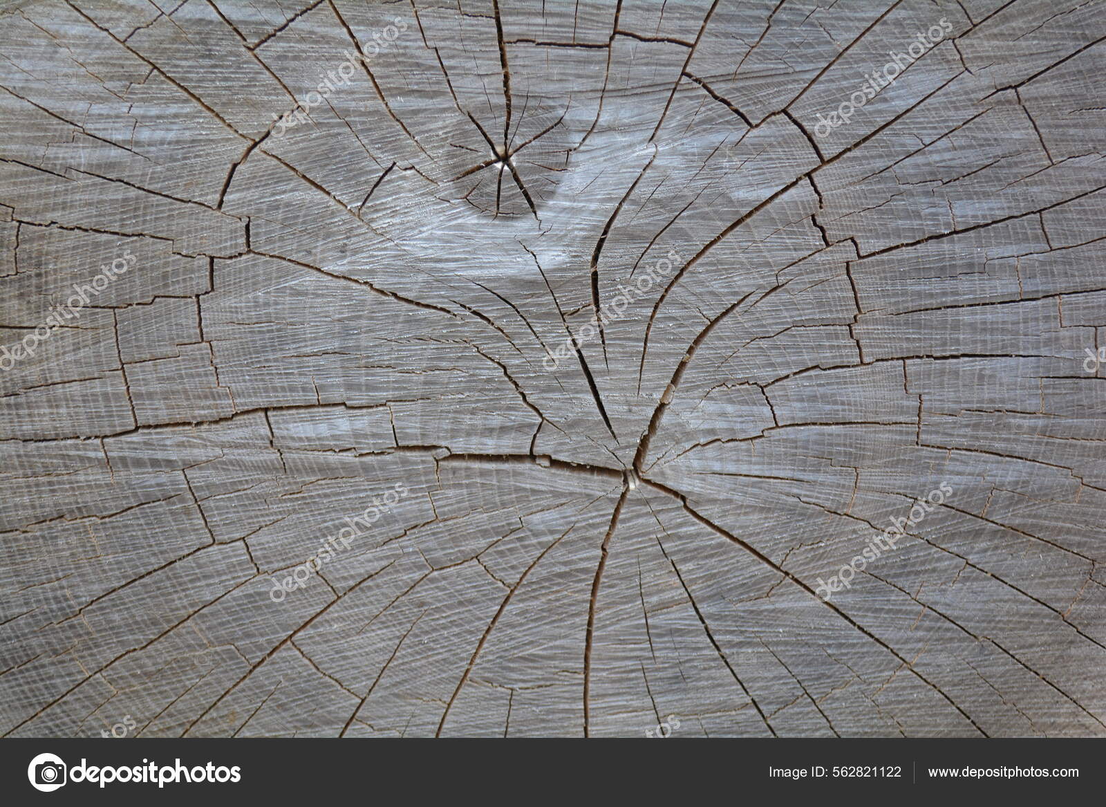 Cross Section Old Tree Wood Texture Cut Tree Trunk Close Stock Photo by ...