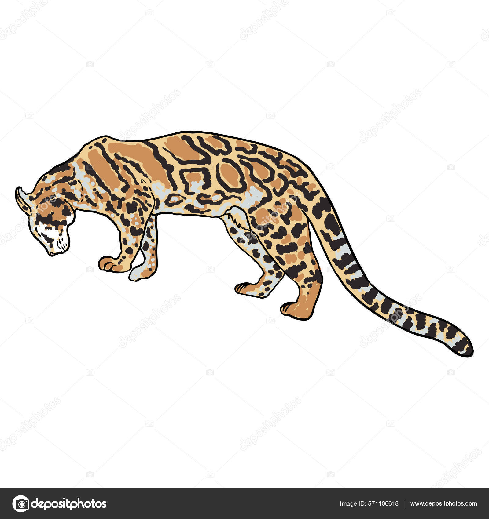 Leopard Wild Cat Portrait Hand Drawn Sketch Clouded Leopard Vector ...