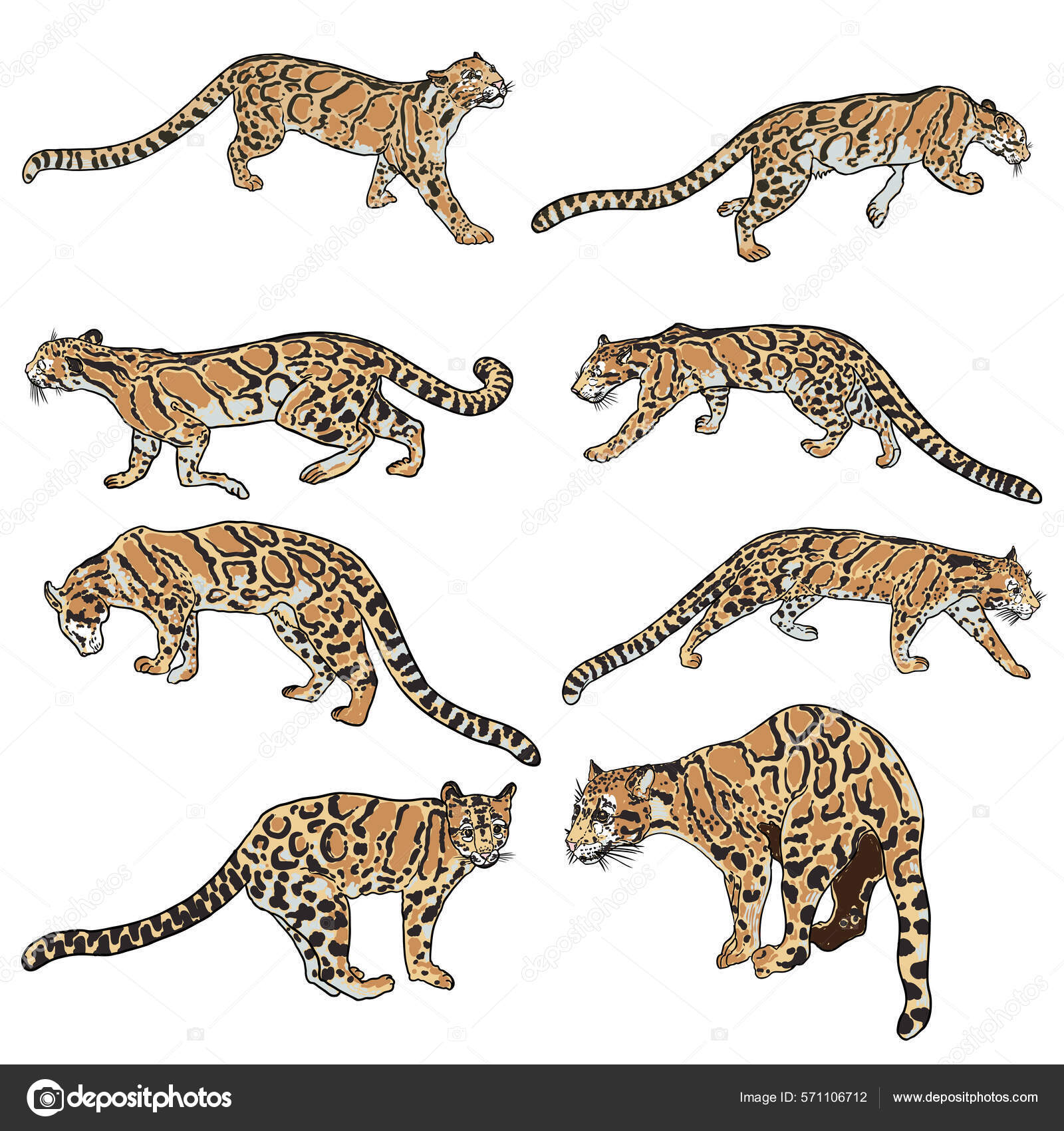 How To Draw A Wild Cat