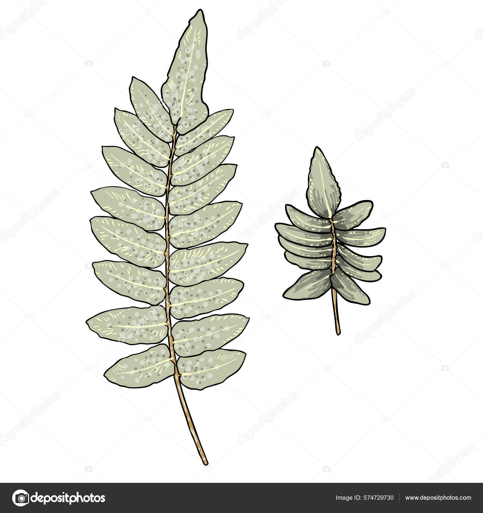 Set Green Forest Ferns Hand Drawn Art Foliage Made Real Stock Vector ...