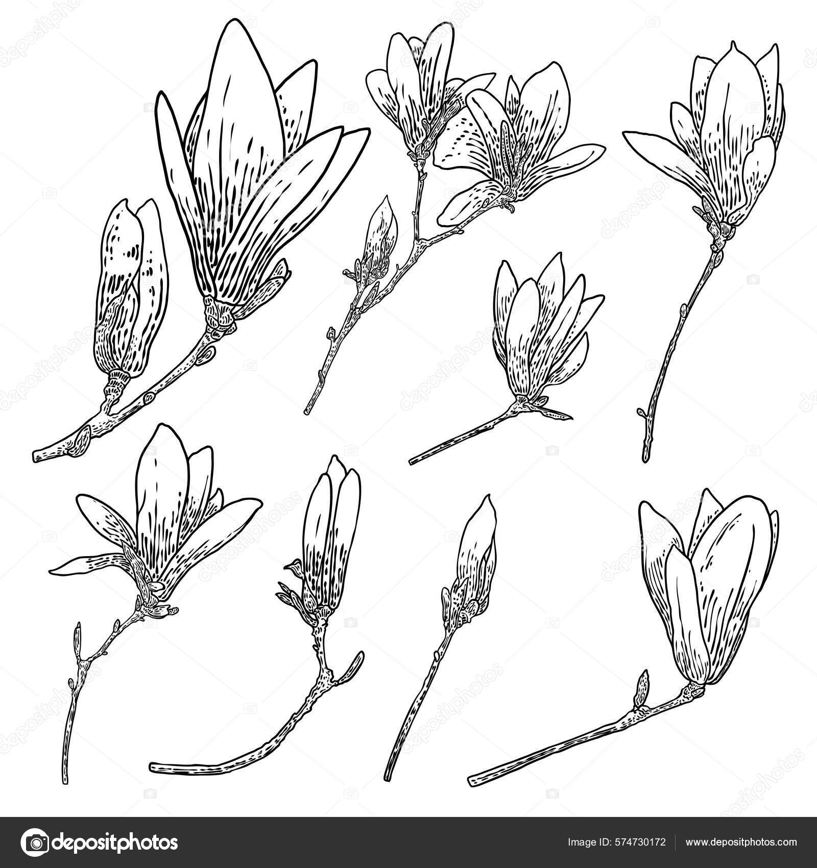 Magnolia Flower Drawings Set Sketch Floral Botany Twigs Real Tree Stock ...