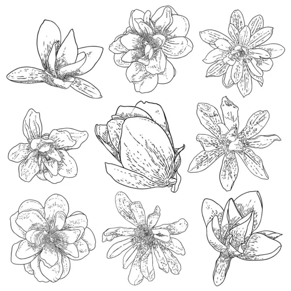 Jungel Blomster Tegninger Tropiske Blomster Balinesisk Flora Gratis