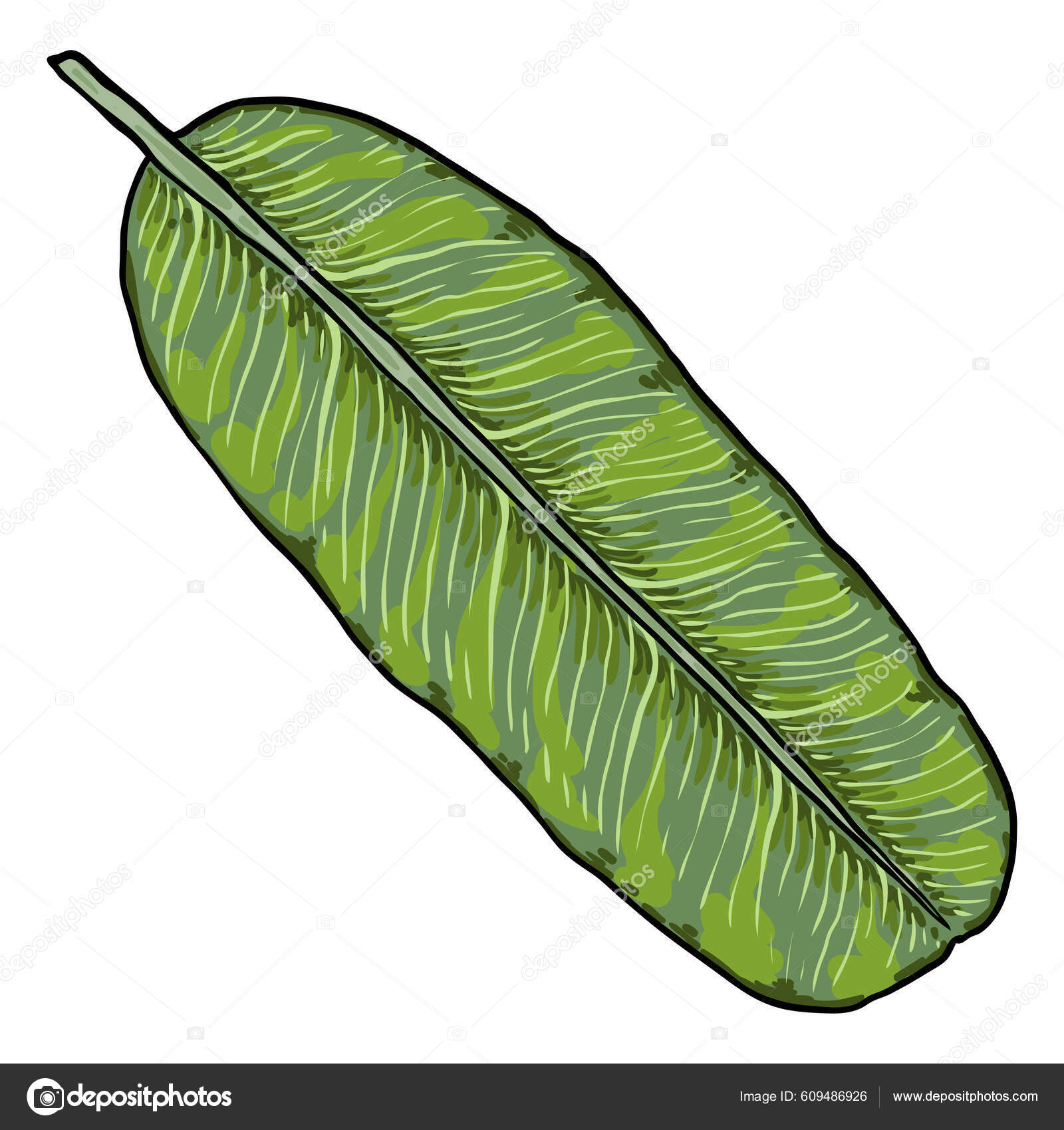 Banana Leaf Drawing