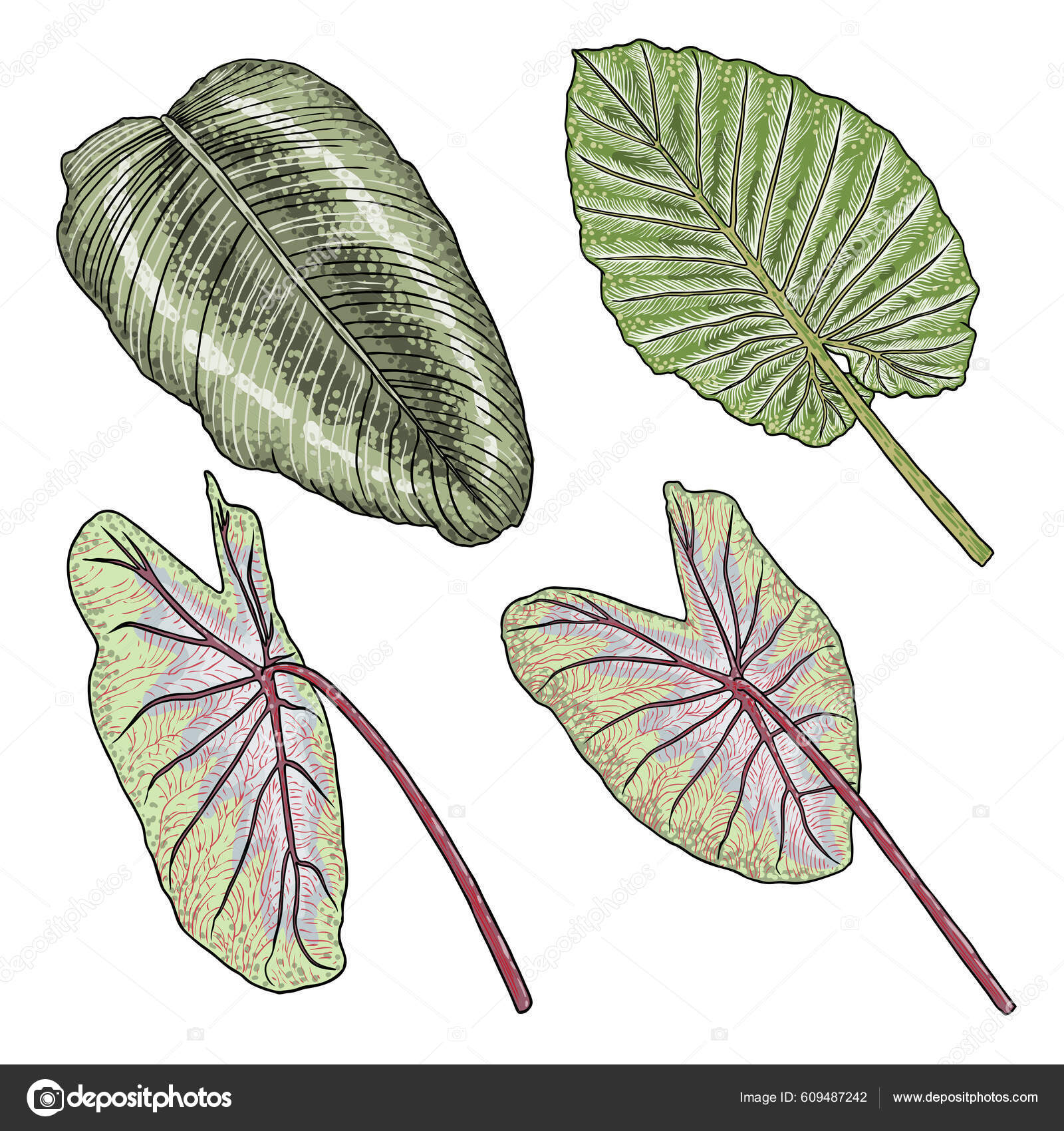 Taro Plant Drawing