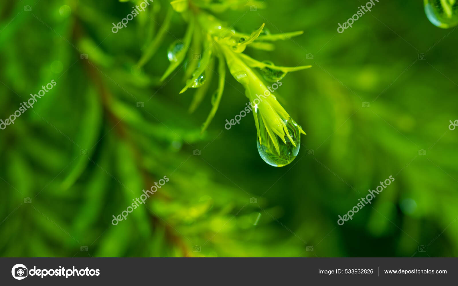 Water Leave Background Green Leaf Nature Stock Photo by ©manualfoto ...