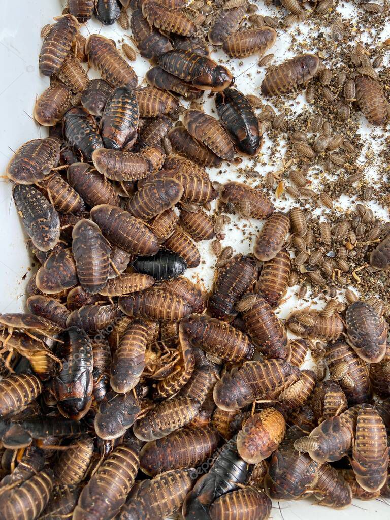 muchos dubia cucaracha, sucio insec 2022