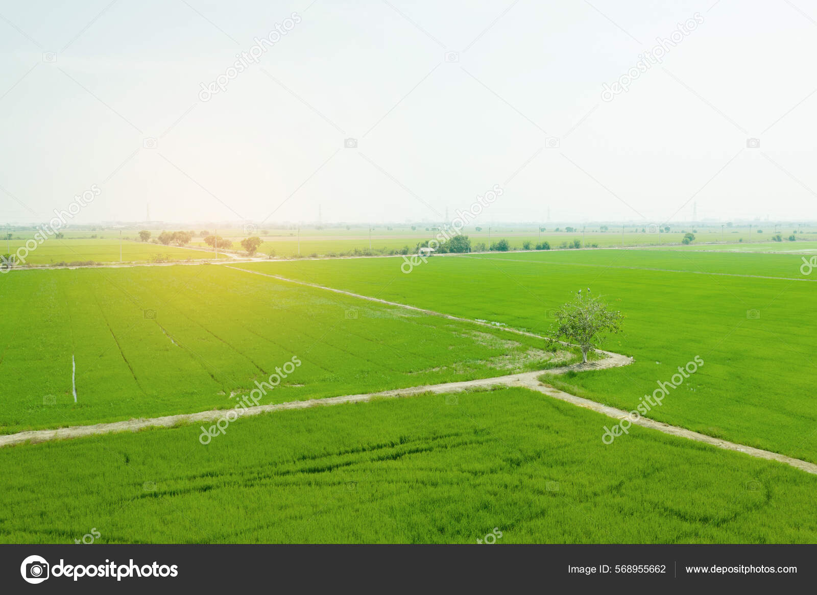 Aerial View Flying Drone Field Rice Landscape Green Pattern Nature ...
