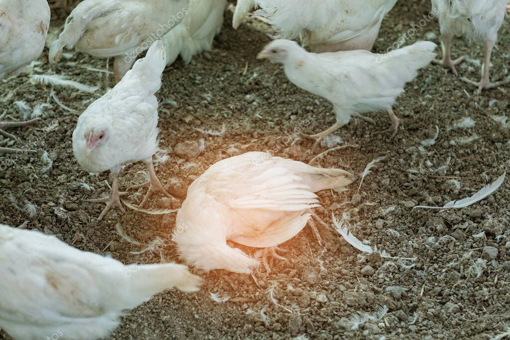 El pollo está enfermo y duerme en el suelo 2024