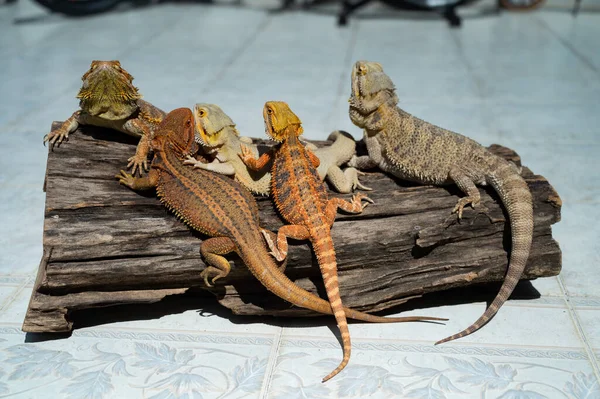 Bearded dragon family Stock Photos, Royalty Free Bearded dragon family ...