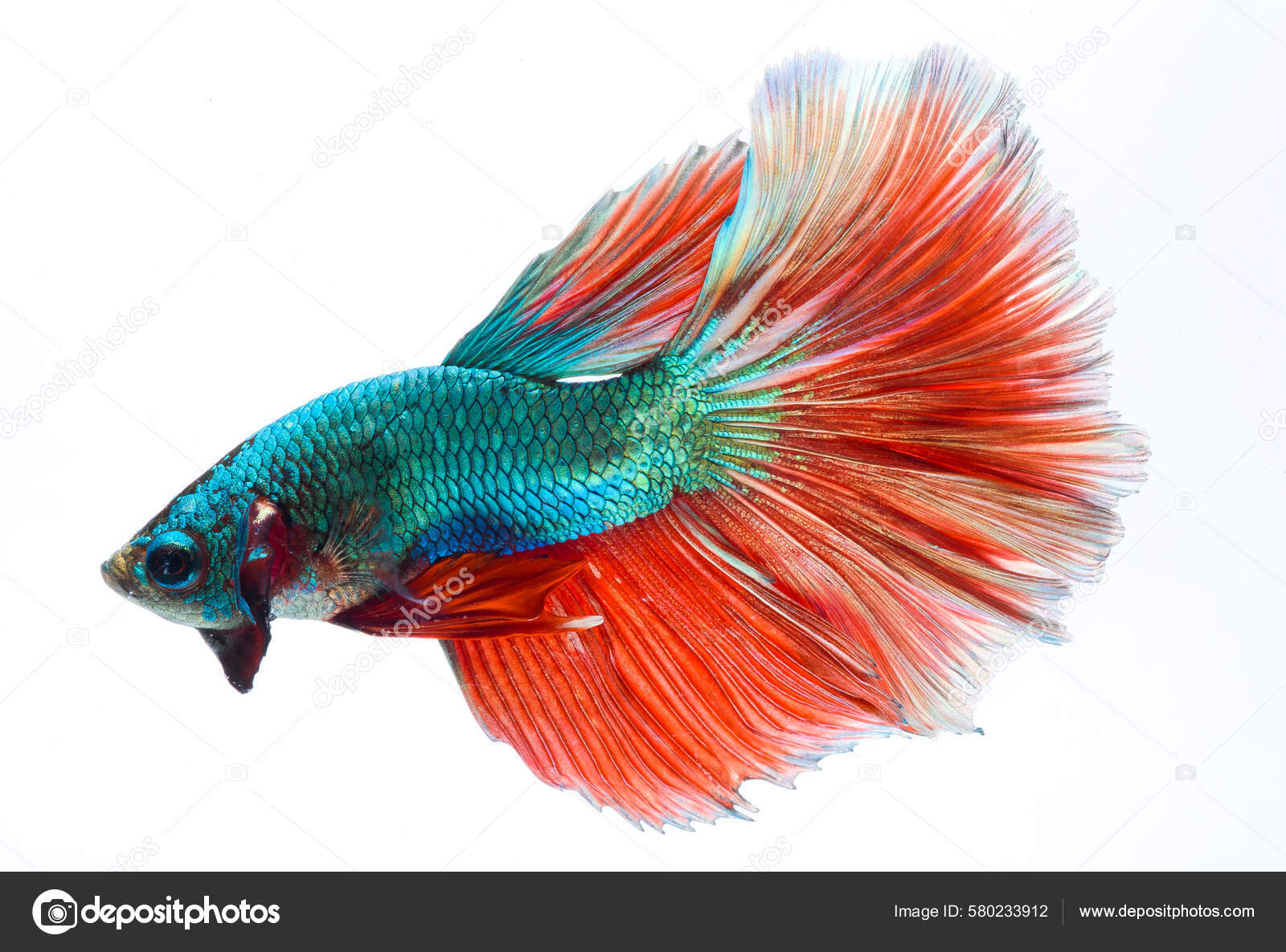 Halfmoon Betta Fish Siamese Fighting Fish Capture Moving Fish Abstract ...