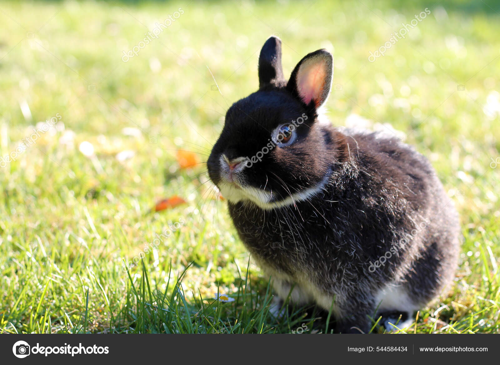 Little Black Rabbit Green Grass Background Netherland Dwarf Rabbit ...