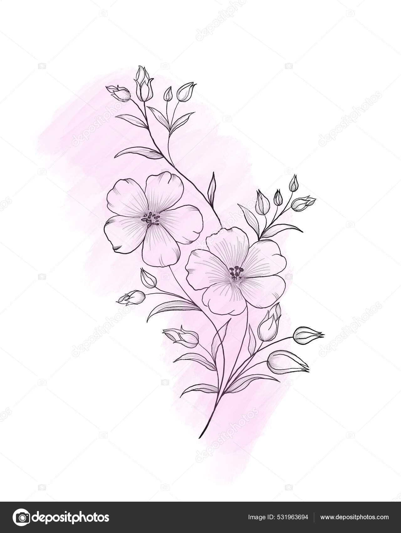 Flowers Periwinkle Hand Drawing Outline White Background Beautiful ...