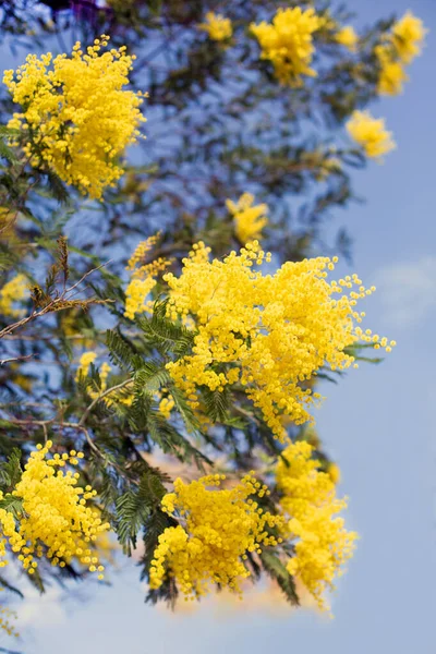Mimosa garden Stock Photos, Royalty Free Mimosa garden Images ...