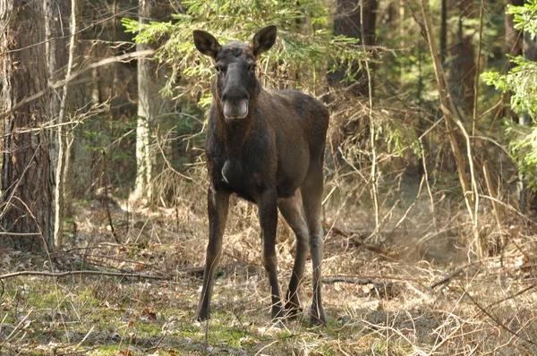 Moose, un mamífero grande con patas largas que se alimenta en el bosque ...