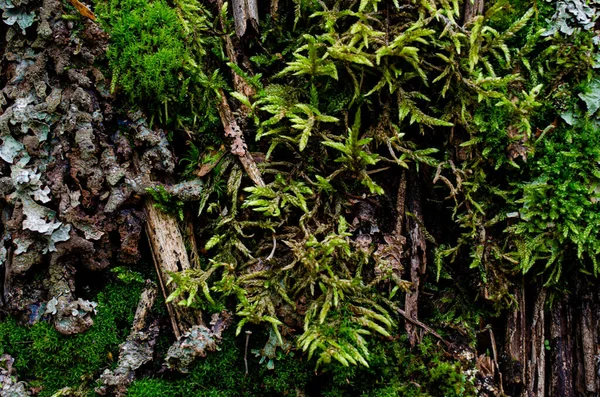 Epiphytes Stock Photos, Royalty Free Epiphytes Images | Depositphotos