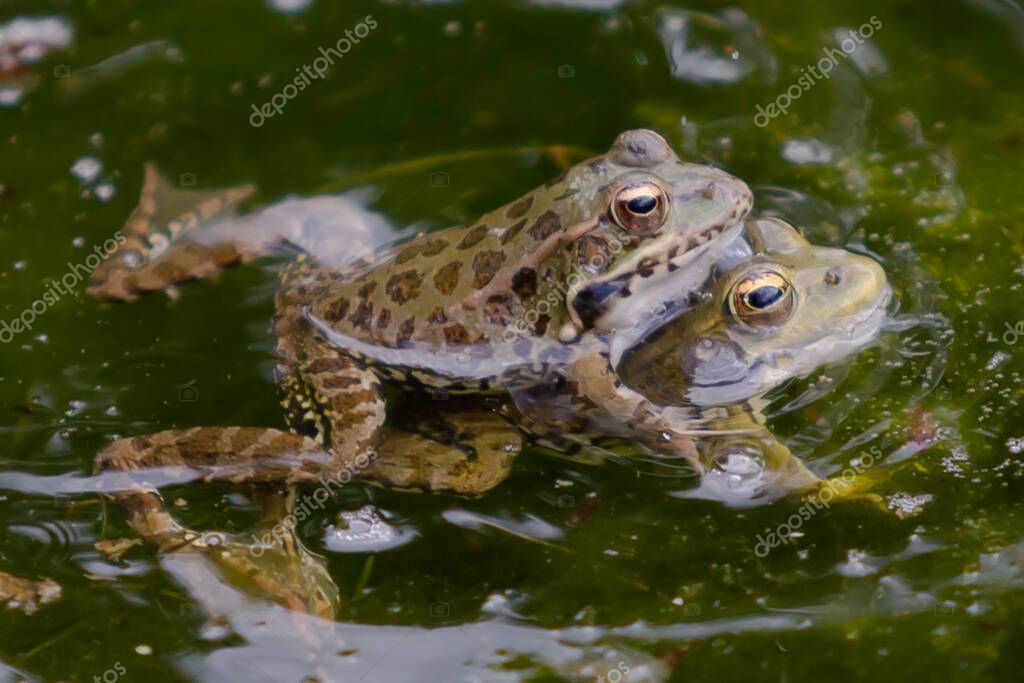 Green-skinned frogs with dark spots on the stagnant water of a lagoon ...