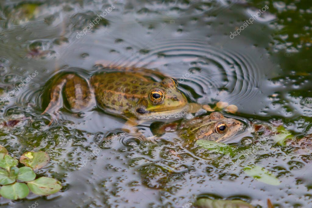 Green-skinned frogs with dark spots on the stagnant water of a lagoon ...