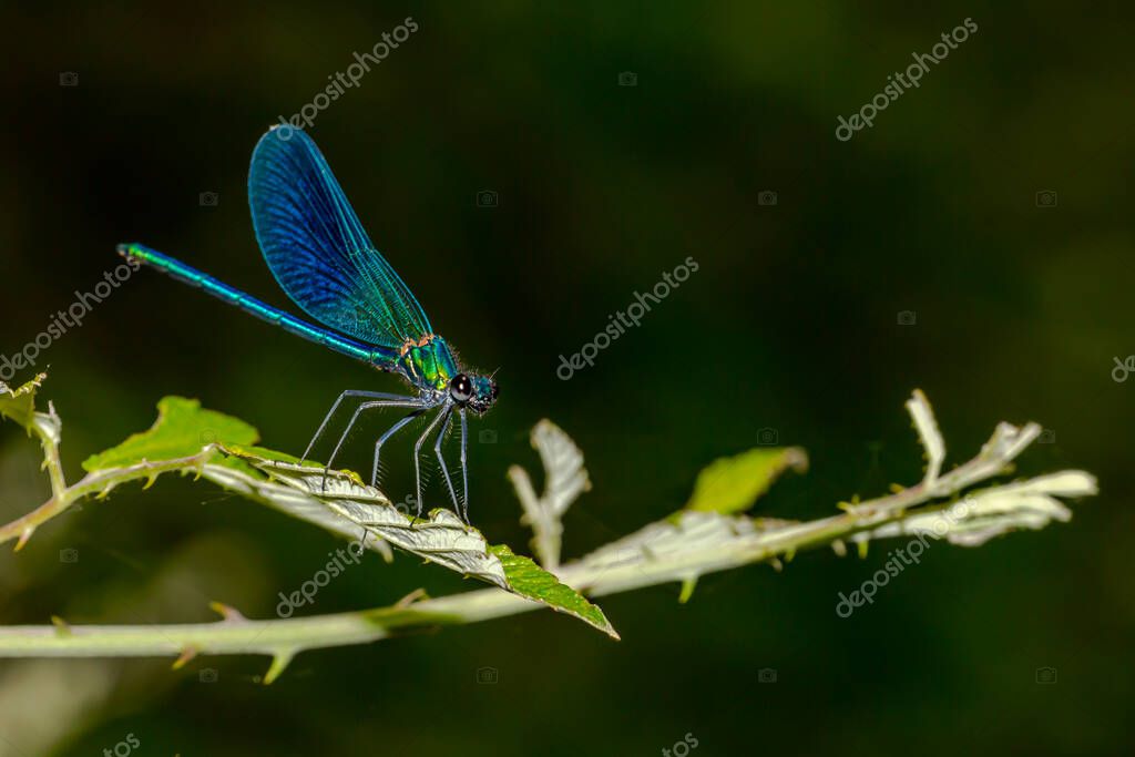 Libélula de alas azules posada sobre una rama verde. Insectos de ríos y ...