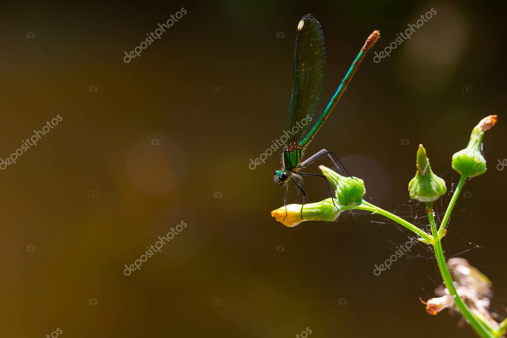 Libélula de alas azules posada sobre una rama verde. Insectos de ríos y ...