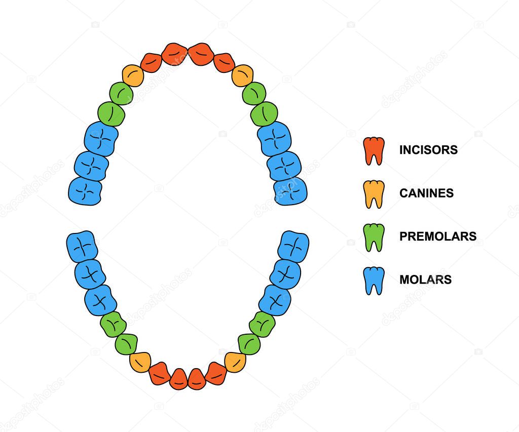 Anatomía de dentición de dientes humanos adultos con descripciones ...