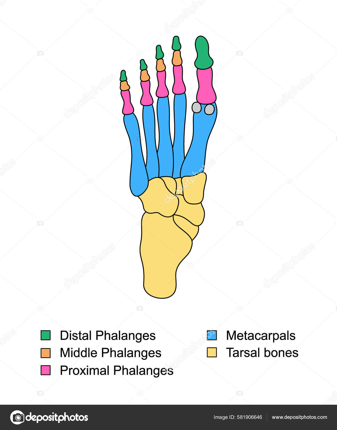 Foot Bones Anatomy Descriptions Colored Leg Base Parts Structure ...