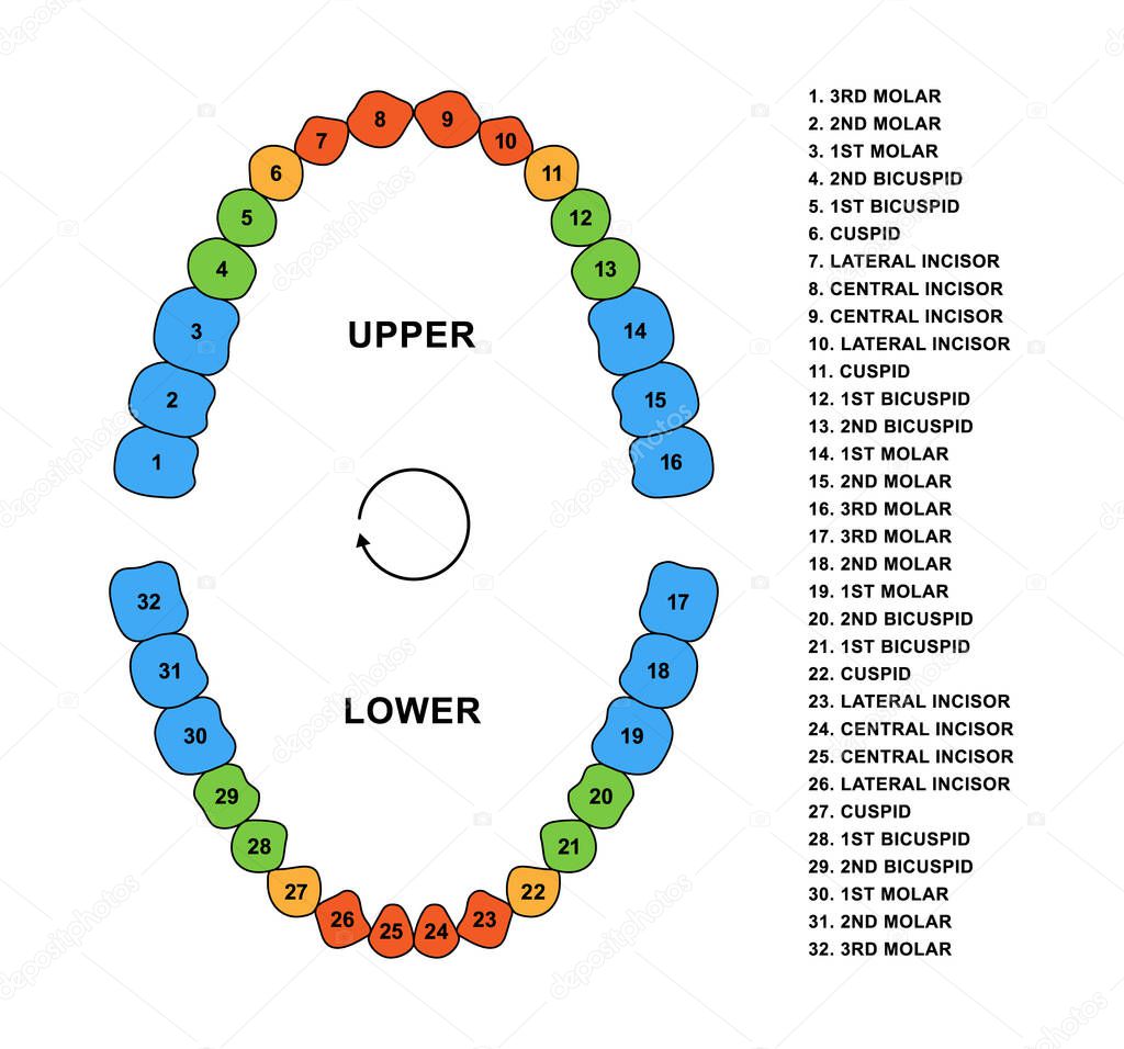 Anatomía de dentición secundaria con descripciones. Partes superiores e ...