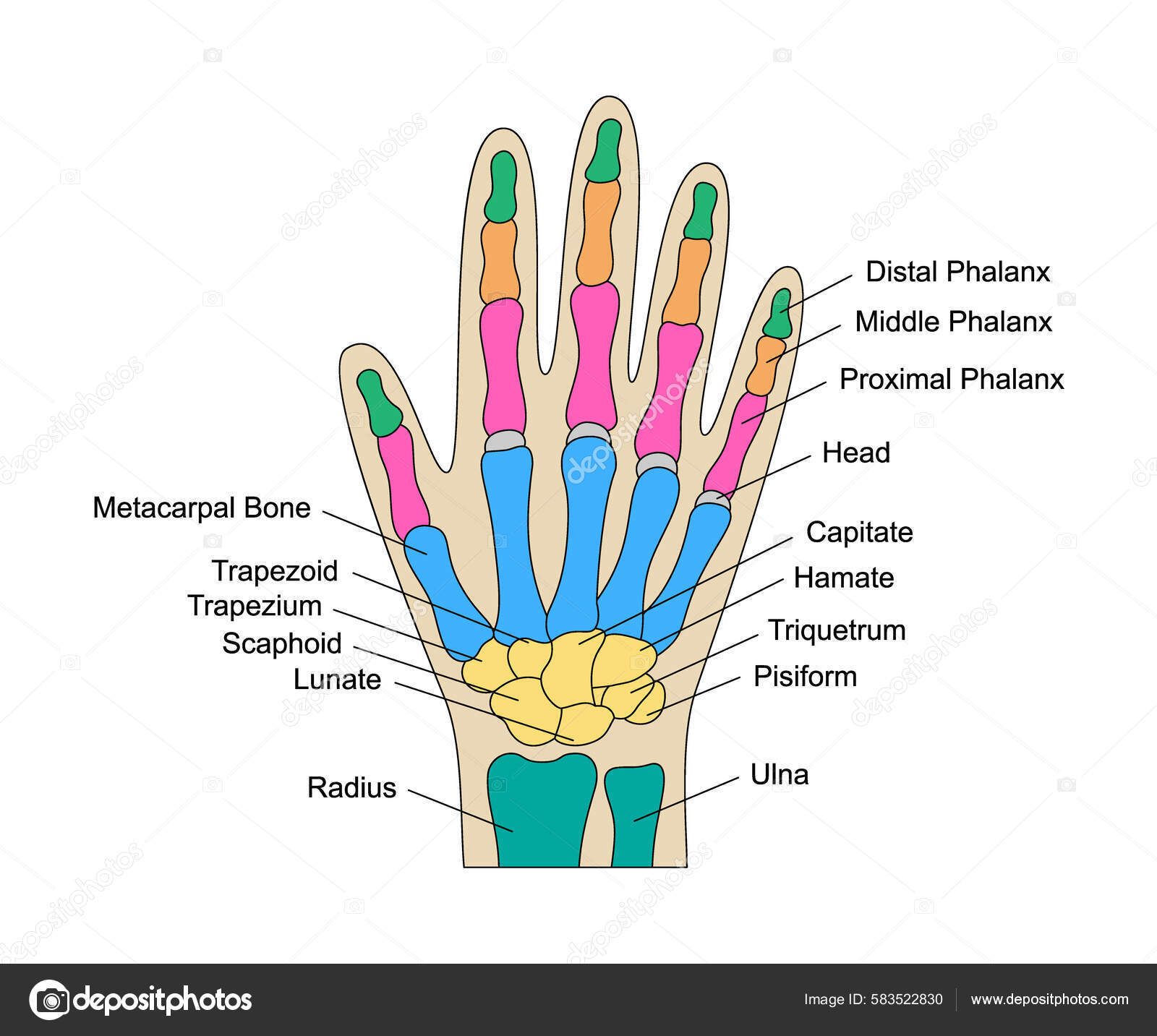 Huesos Humanos Mano Anatomía Con Descripciones Estructura Piezas Mano ...