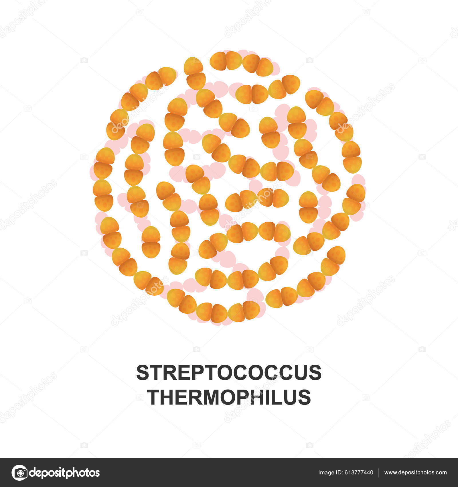 Streptococcus Thermophilus Bacterias Probióticas Buenas Bacterias ...