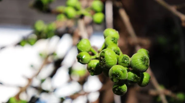 Stem pods Stock Photos, Royalty Free Stem pods Images | Depositphotos