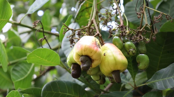 Cashew Nut Fruit Tree