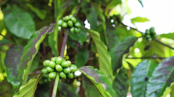 Green coffee beans on the tree. Raw coffee beans grow on branches in a ...