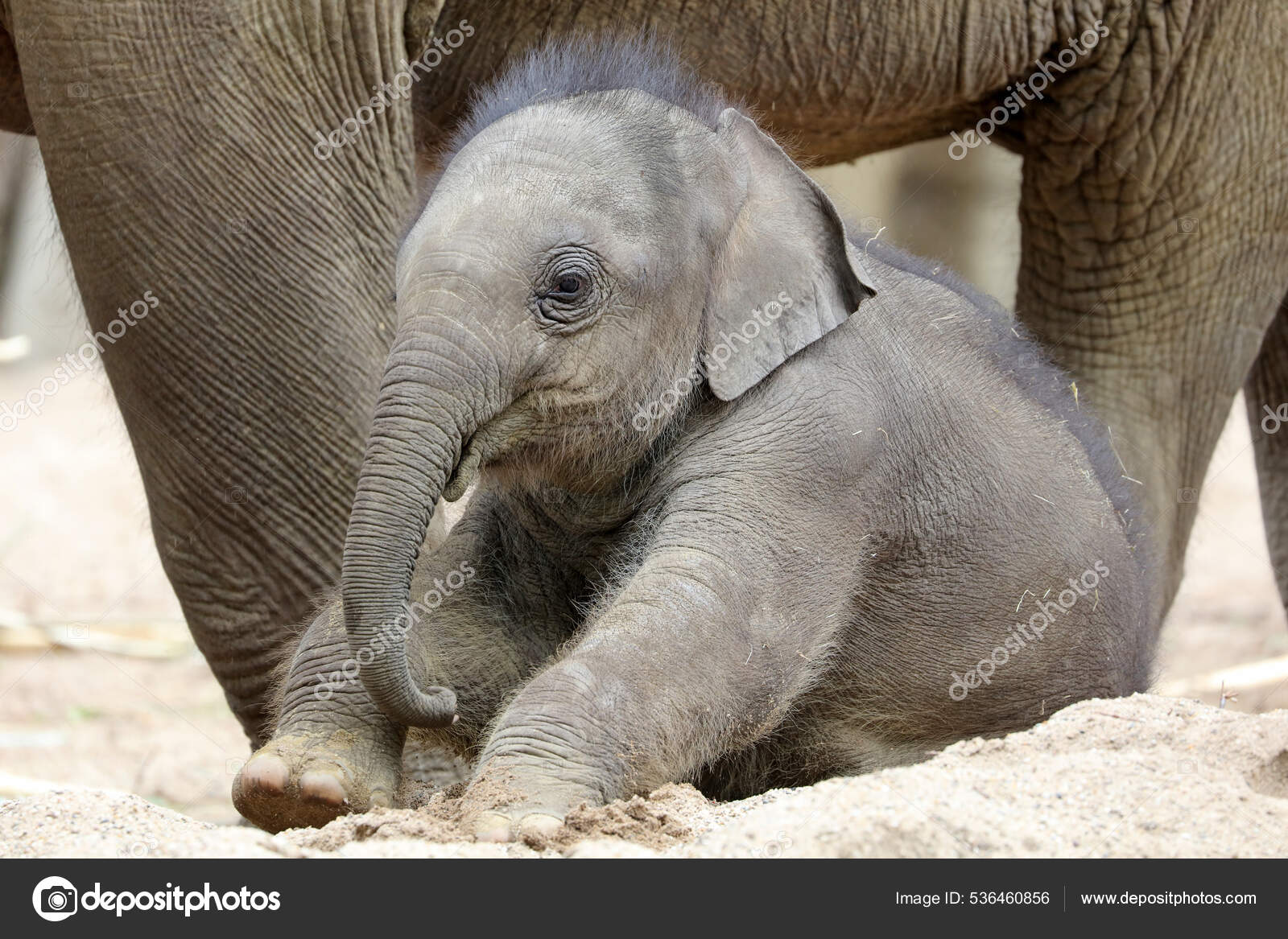 Fotografie Von Elefantenbabys